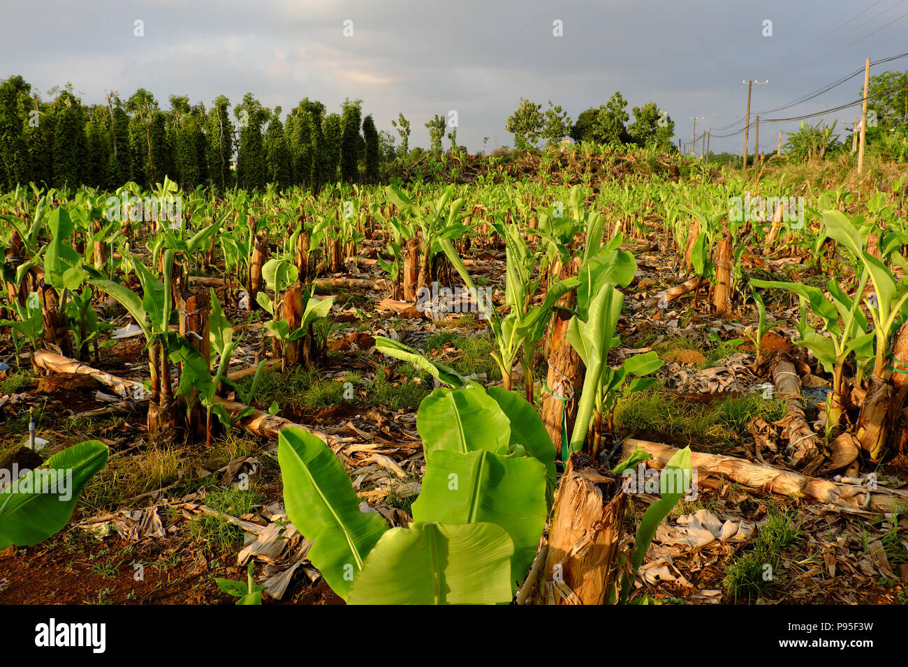 Large banana field in evening at Dong Nai, Viet Nam, big plantation ...