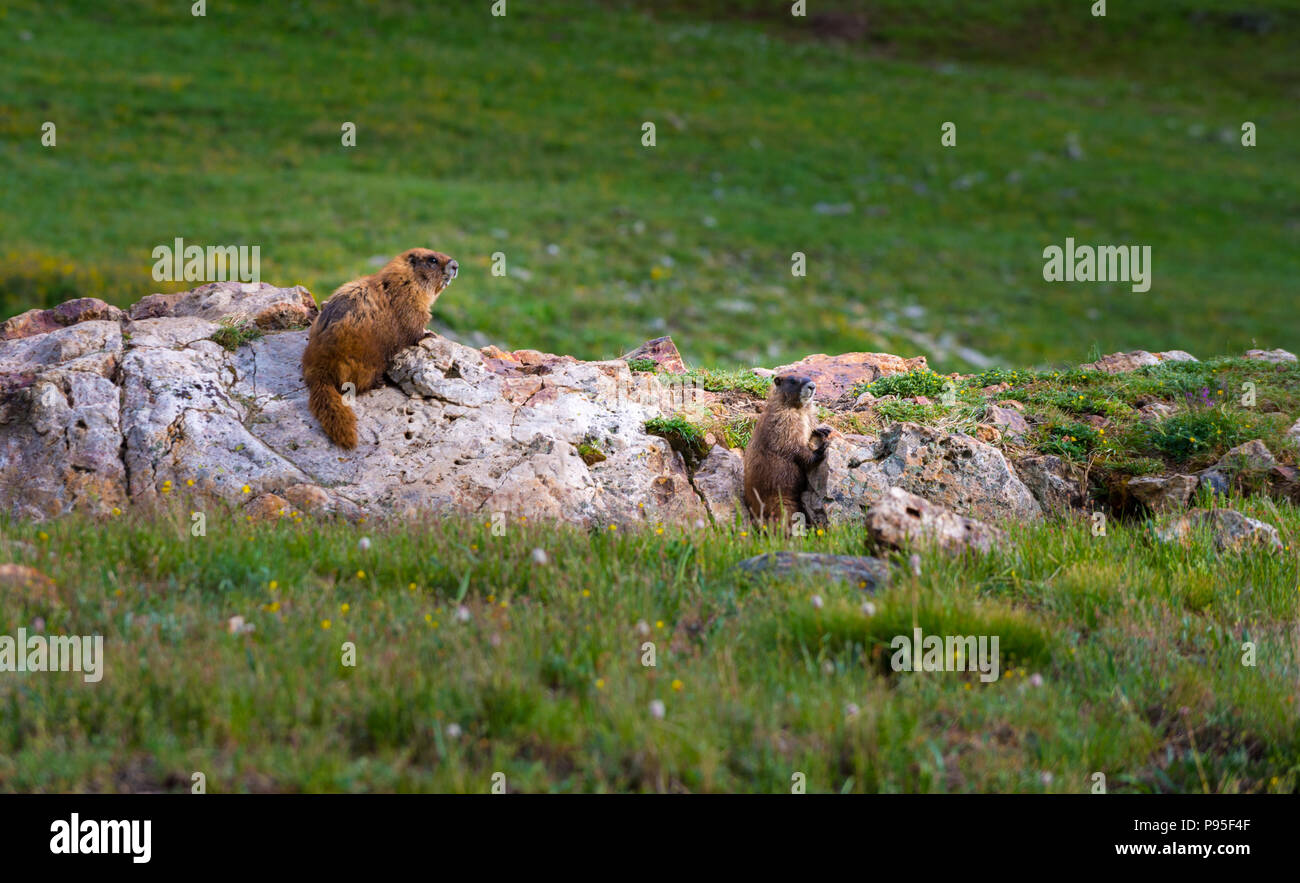 Wild yellow bellied marmot hi-res stock photography and images - Alamy