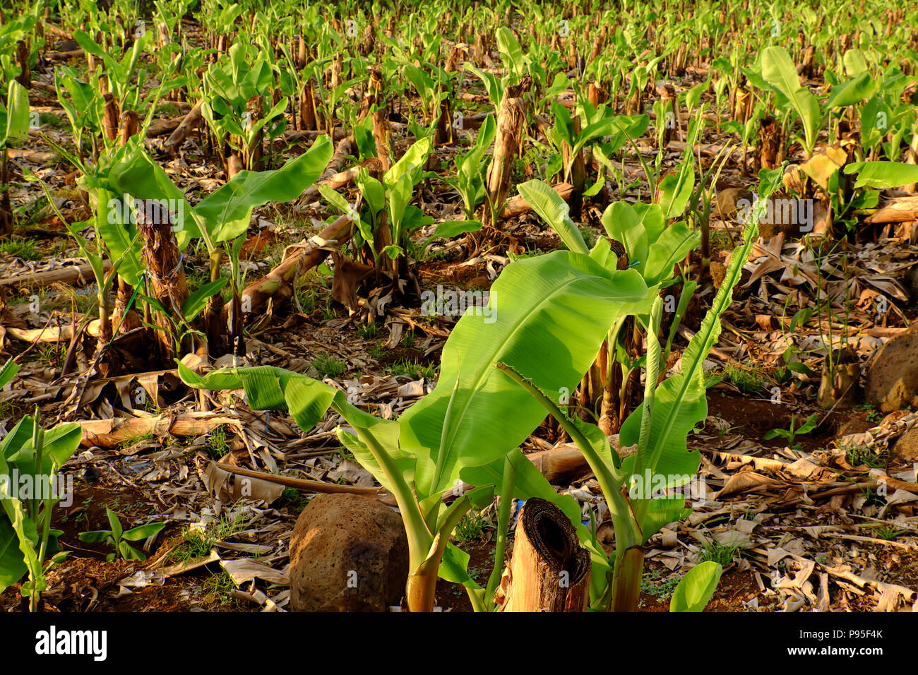 Large banana field in evening at Dong Nai, Viet Nam, big plantation ...