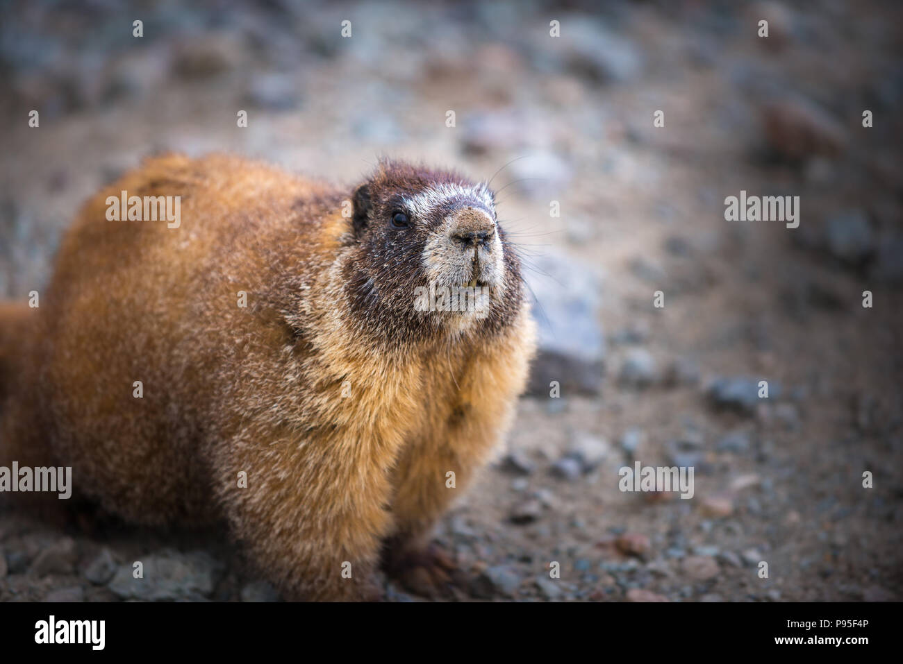Yellow-bellied Marmot Marmota flaviventris looks directly into the ...