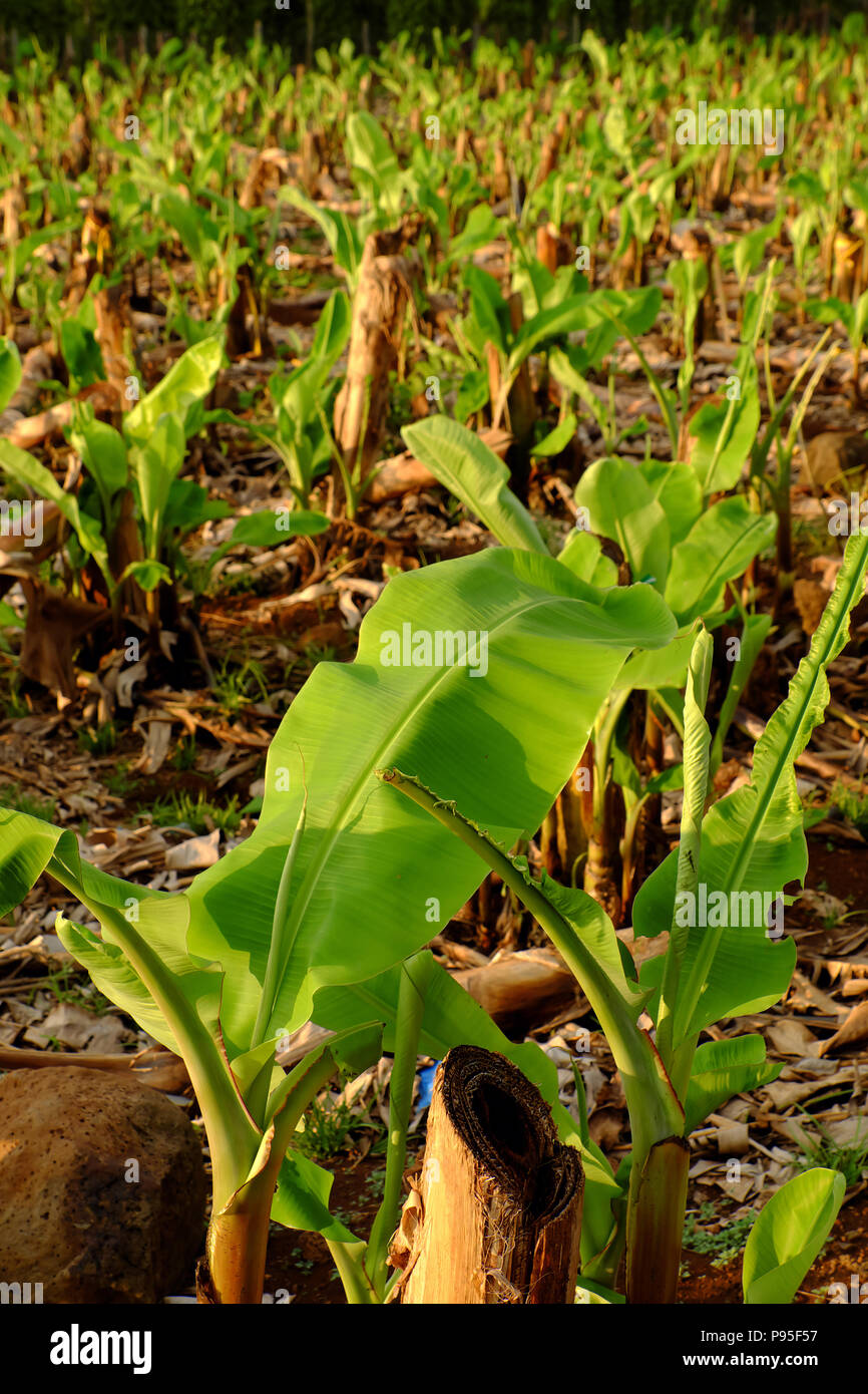 Large banana field in evening at Dong Nai, Viet Nam, big plantation ...