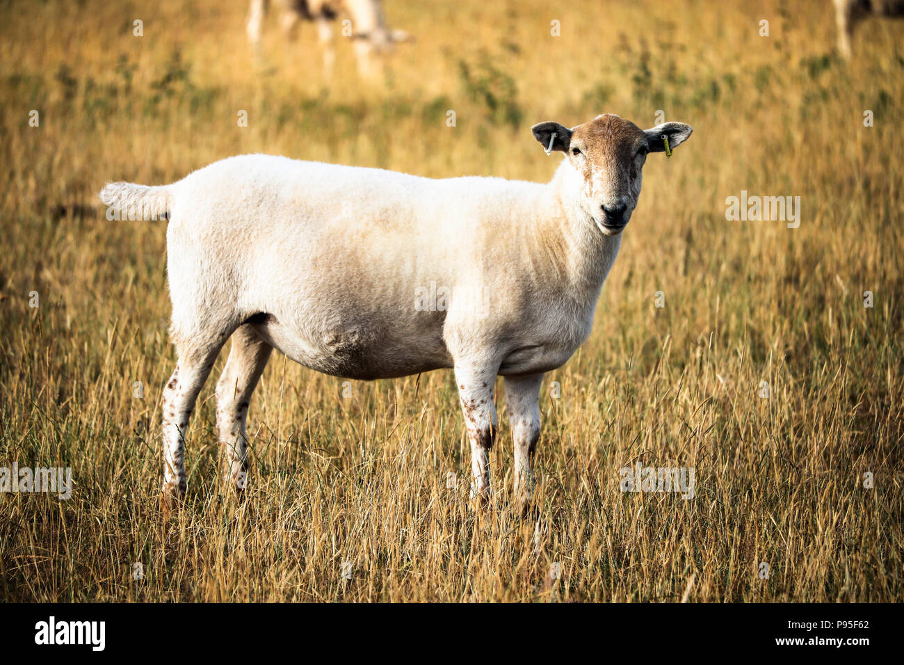 Single uk sheep white background hi-res stock photography and images ...