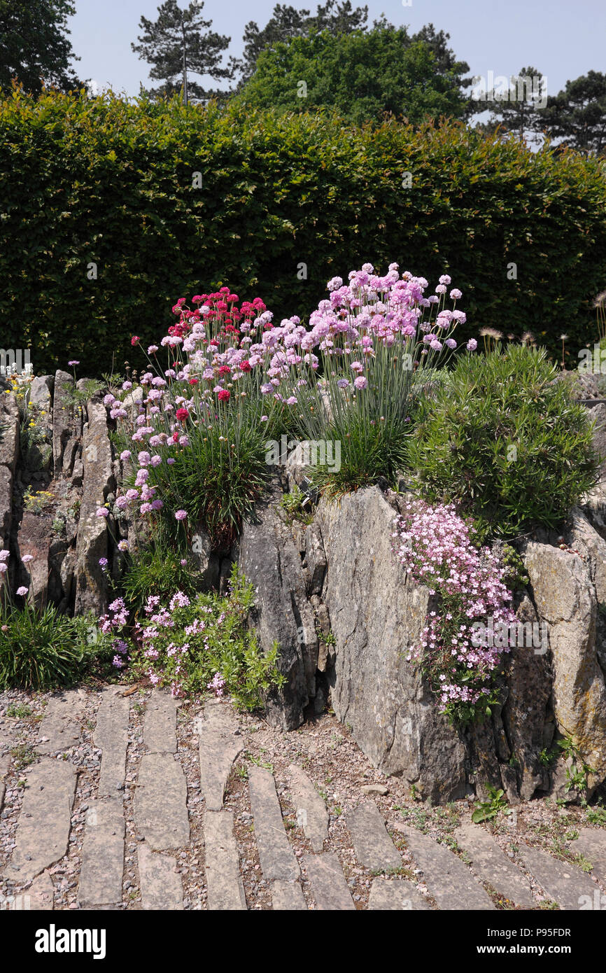 Rock feature garden flowers hi-res stock photography and images - Alamy
