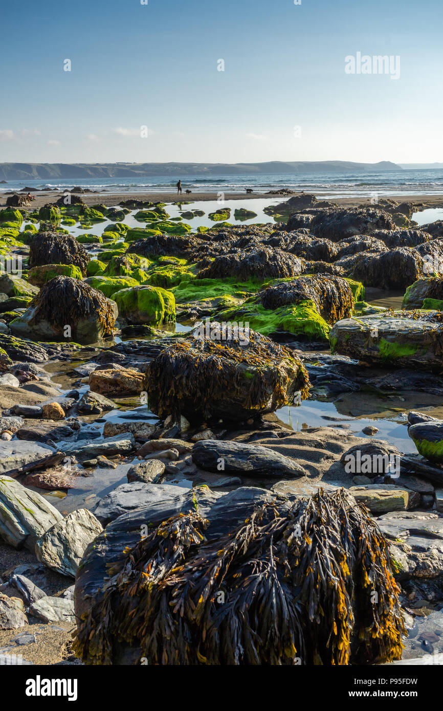 Rocks at Tregardock Beach during low tide summer 2018, North Cornwall ...