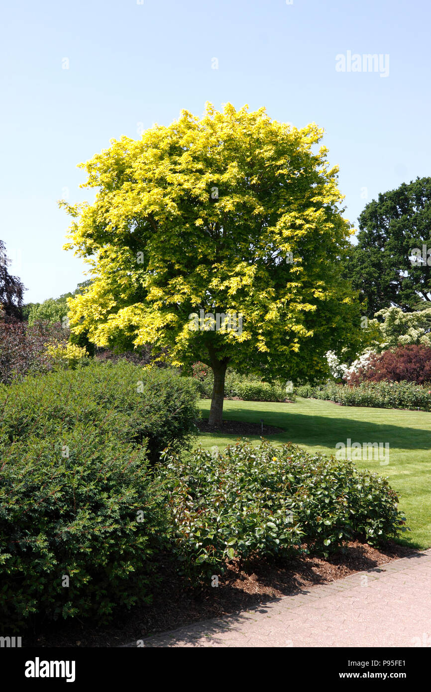 ACER CAPPADOCICUM. CAPPADOCIAN MAPLE. CAUCASIAN MAPLE Stock Photo - Alamy