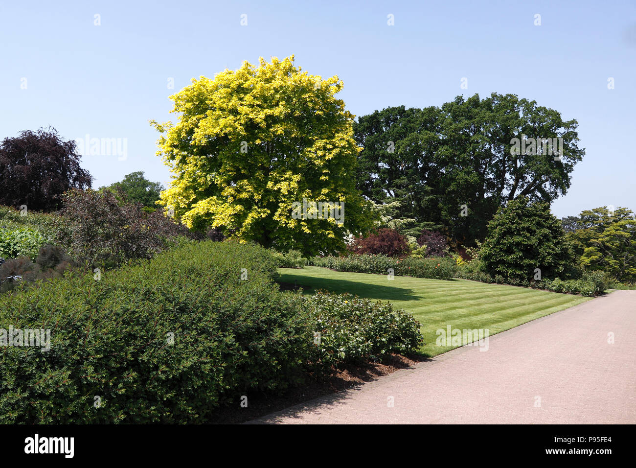 Cappadocian maple hi-res stock photography and images - Alamy