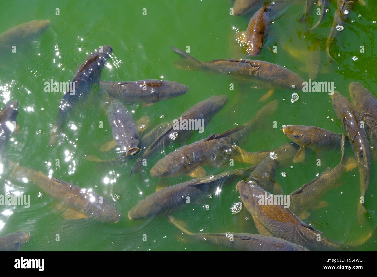 Fish in a pond hi-res stock photography and images - Alamy