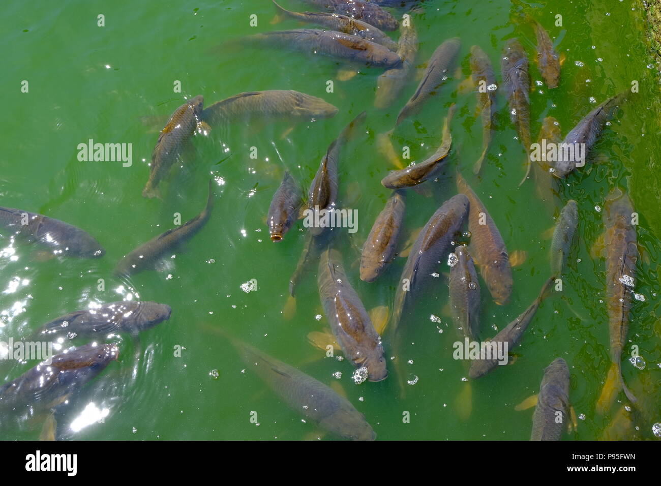 Fish in a pond Stock Photo - Alamy