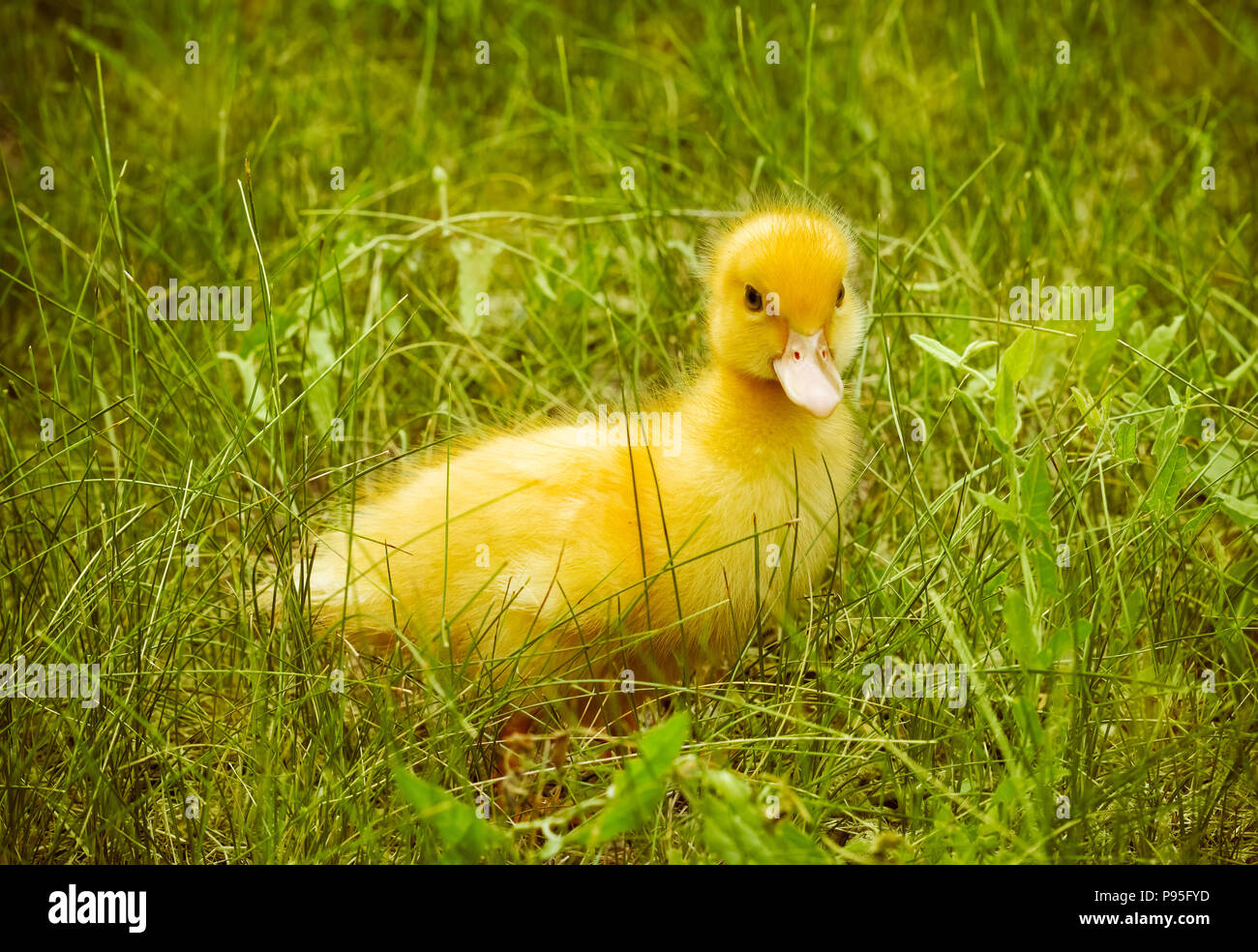 Yellow Ducklings