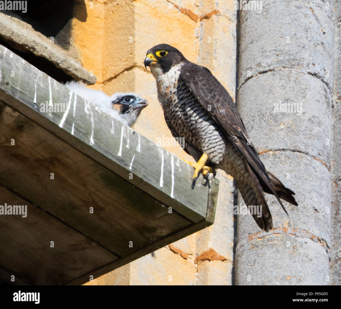 Peregrine falcon nest hi-res stock photography and images - Alamy