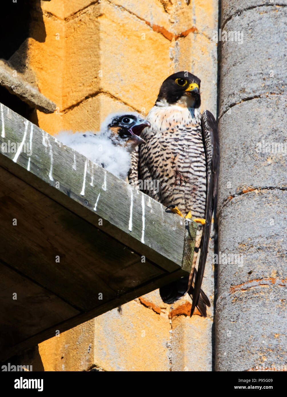 Falcon at nest hi-res stock photography and images - Alamy