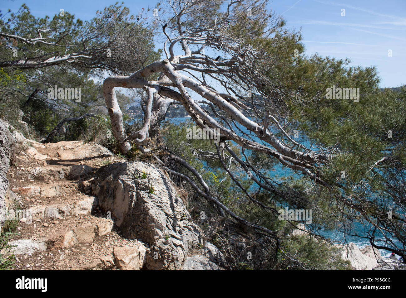 The woman who was turned into a tree Stock Photo - Alamy