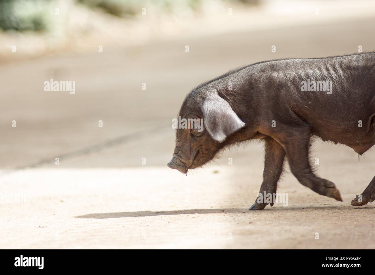 The boar is walking on the ground Stock Photo - Alamy
