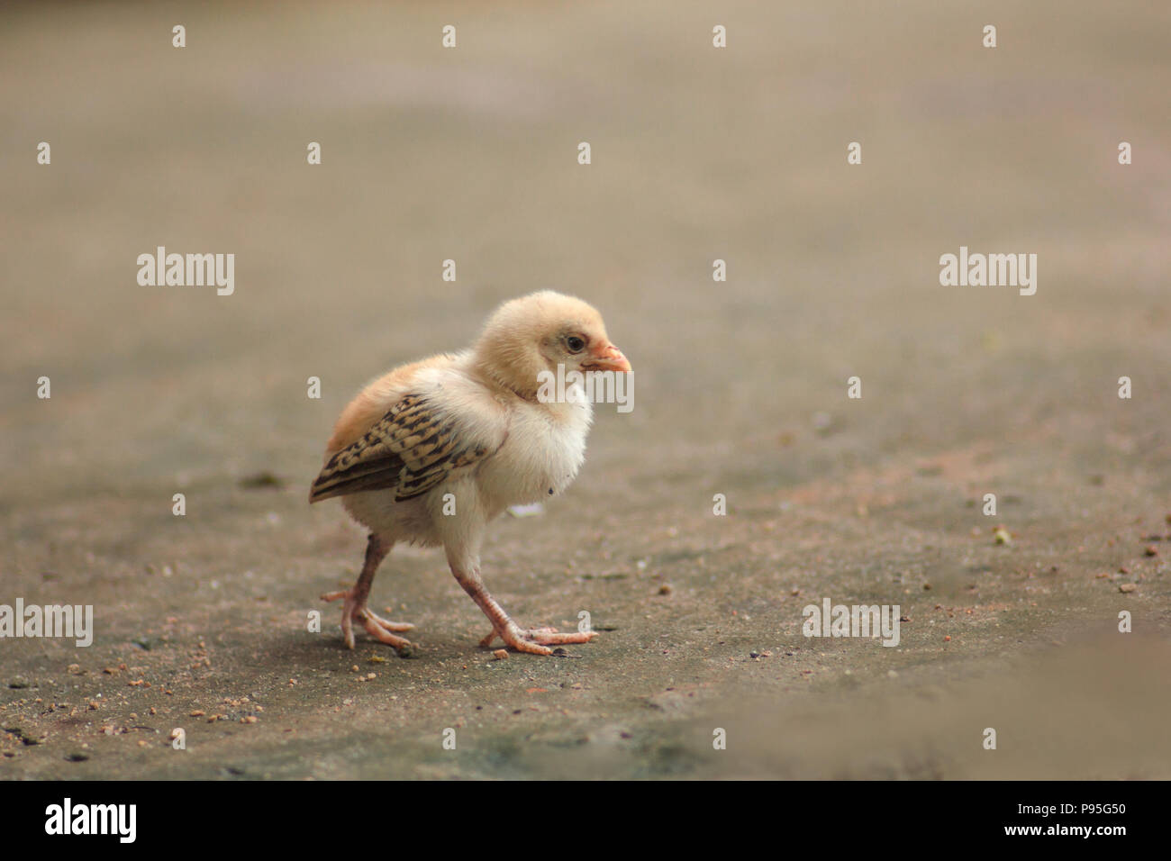 Baby chickens walking hen hi-res stock photography and images - Alamy