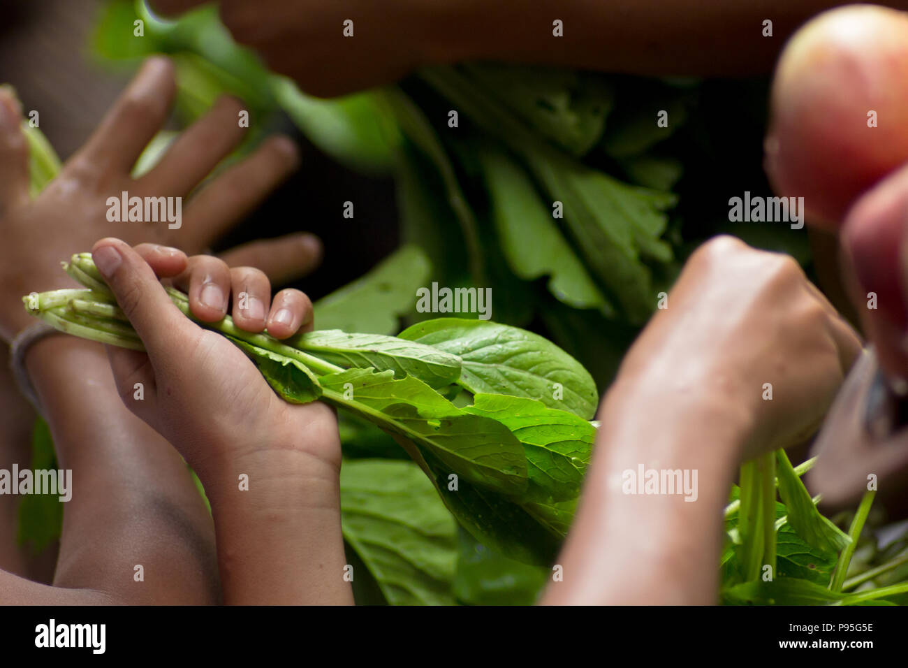 Hands are picking green vegetables Stock Photo - Alamy