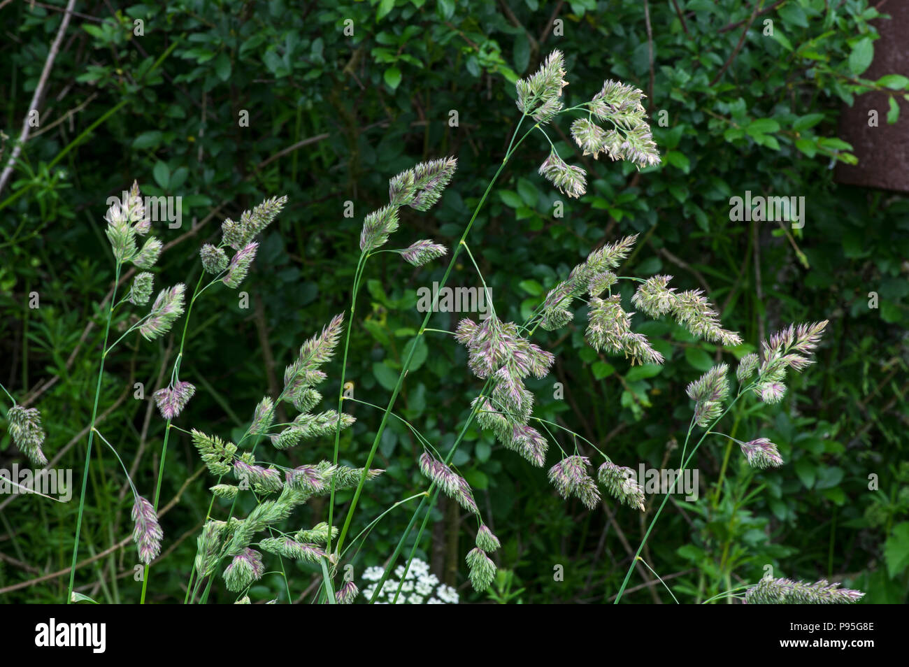 A common grass of meadows and pastures Stock Photo - Alamy