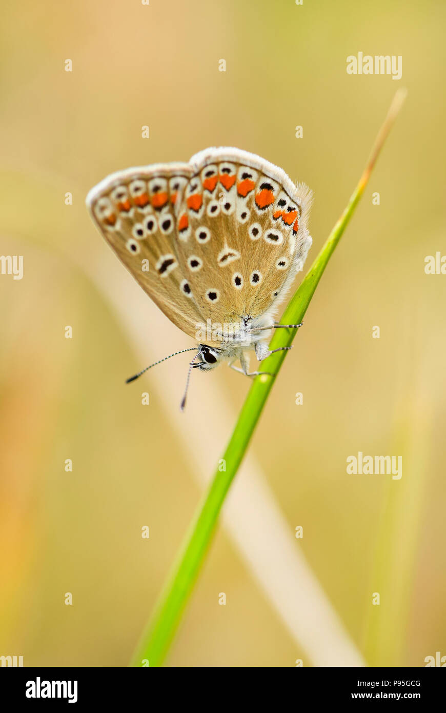 Common meadow and grasslands butterfly hi-res stock photography and ...