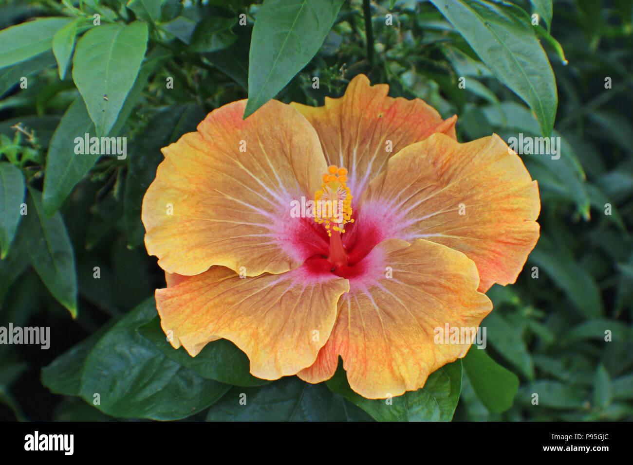 Close up of a Happy Go Lucky Hibiscus in full bloom Stock Photo - Alamy
