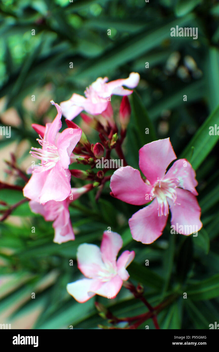 Close up of a cluster of pink and white flowers along with many buds ...
