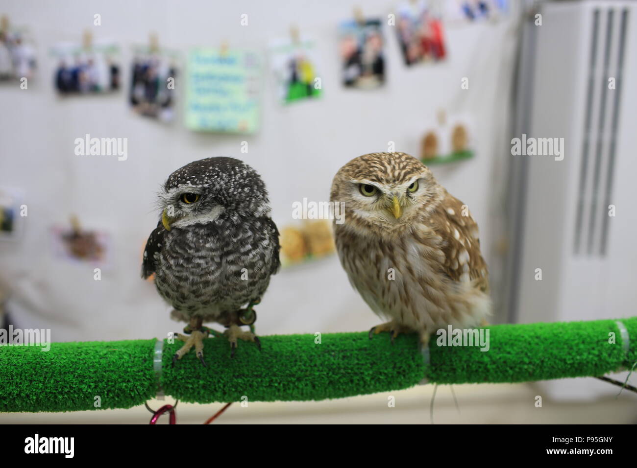 Owl cafe hi-res stock photography and images - Alamy