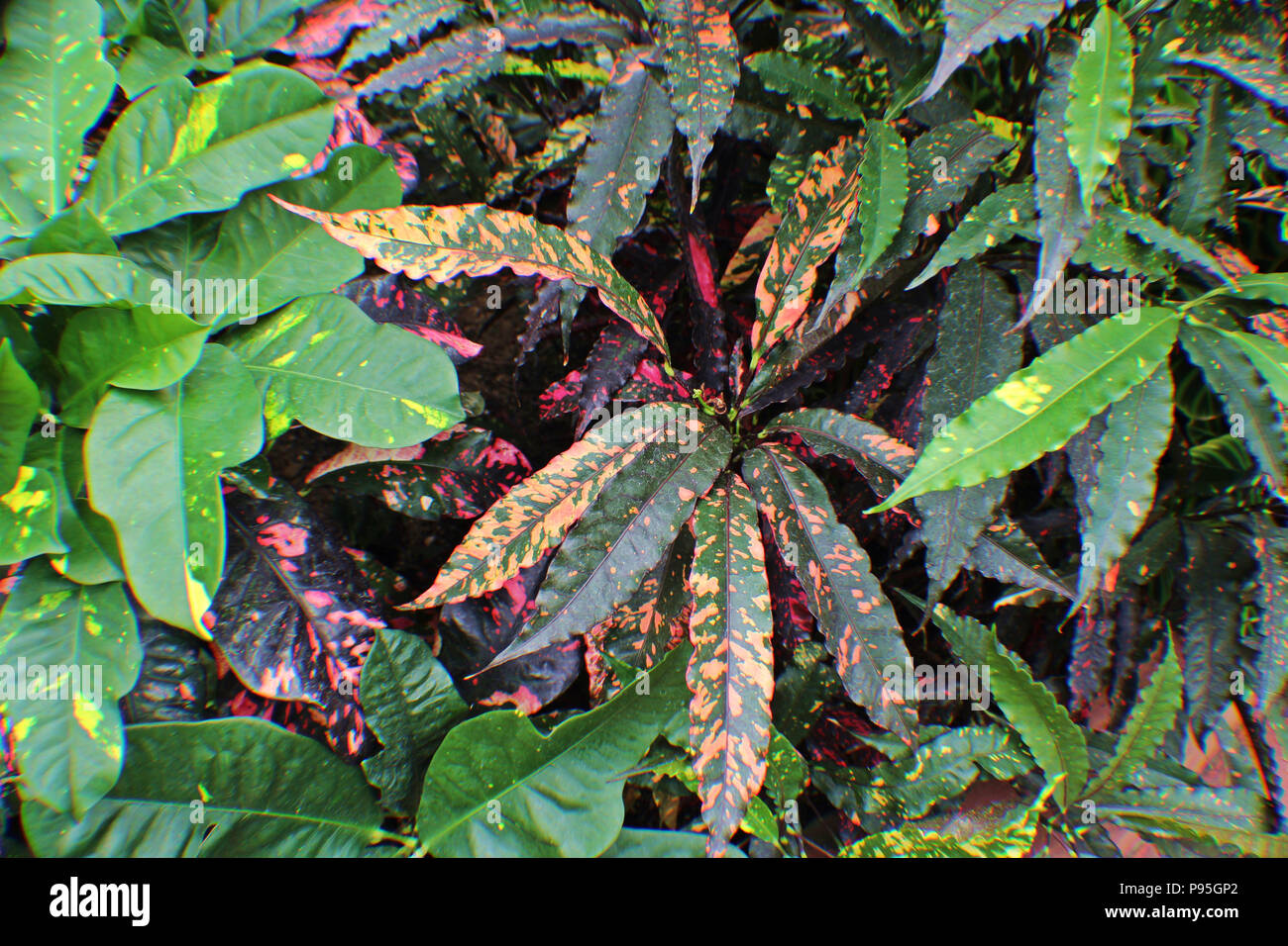 Close up of a grouping of Croton plants showcasing their multi-colored ...