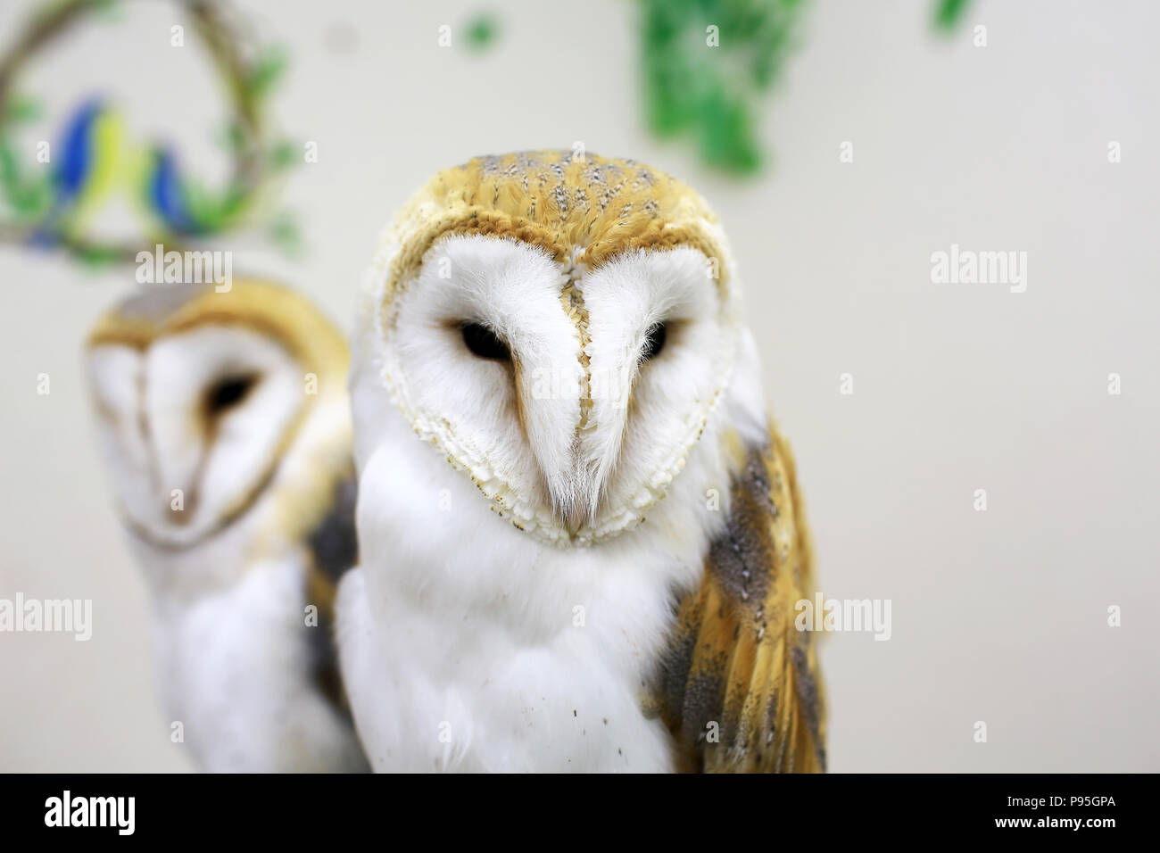 Cafe owl hi-res stock photography and images - Alamy