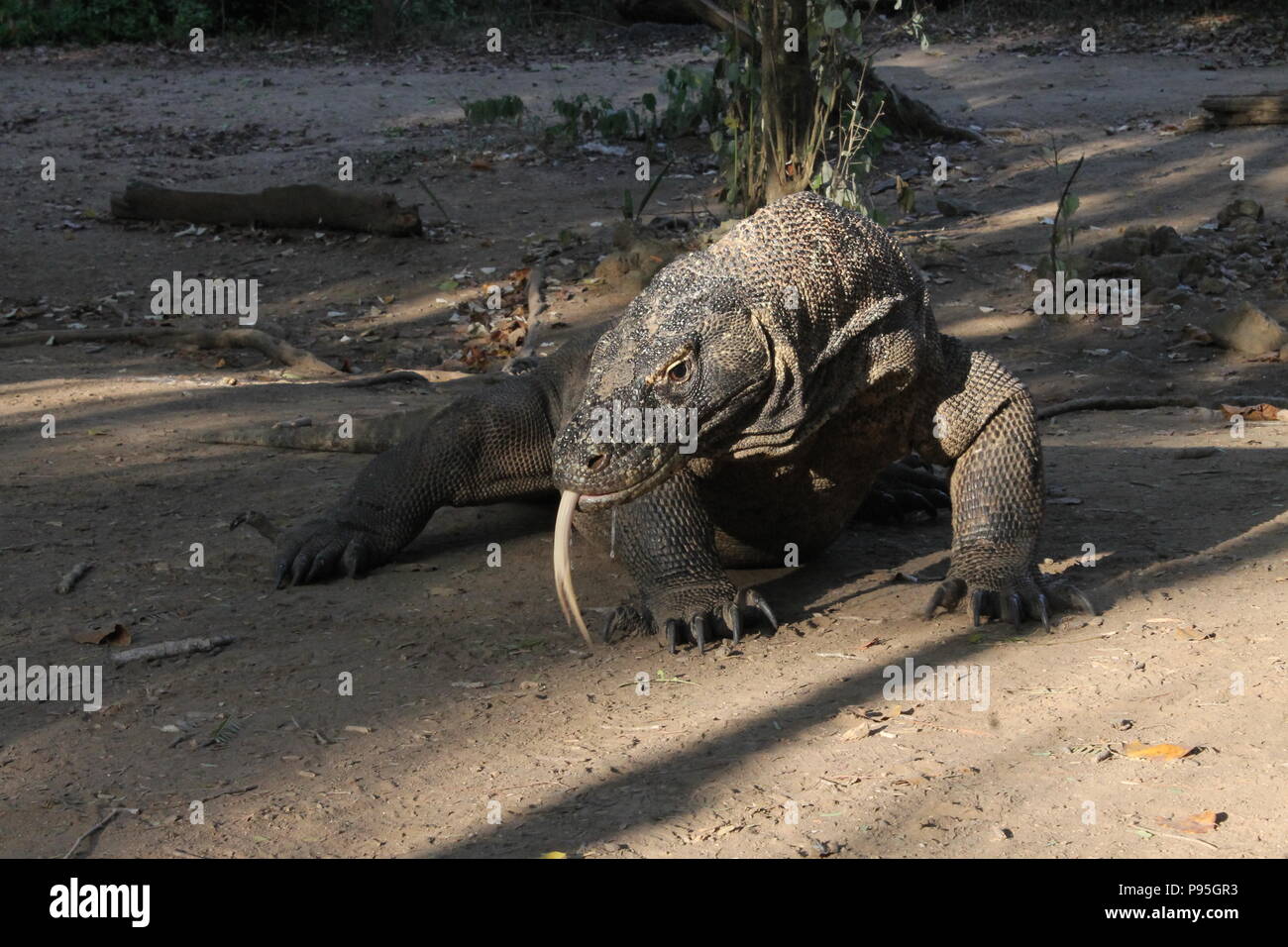 Lizard On Bali High Resolution Stock Photography and Images - Alamy