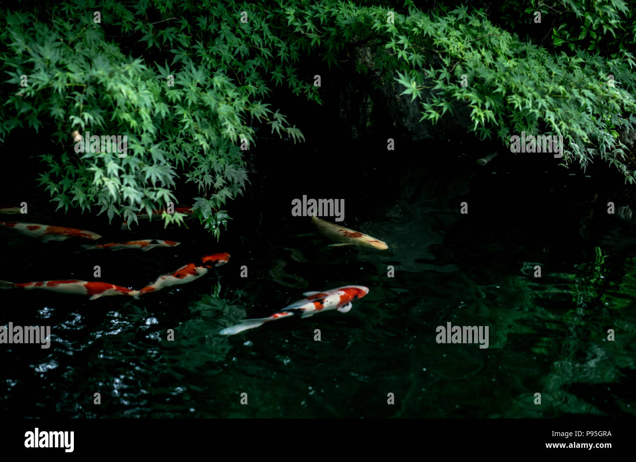 Koi Fish Painting High Resolution Stock Photography and Images - Alamy