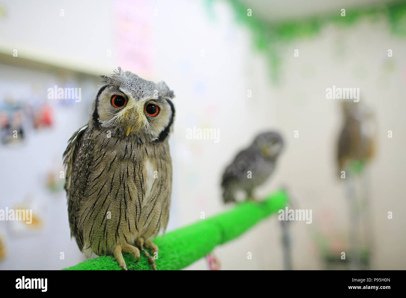 Owl cafe japan hi-res stock photography and images - Alamy