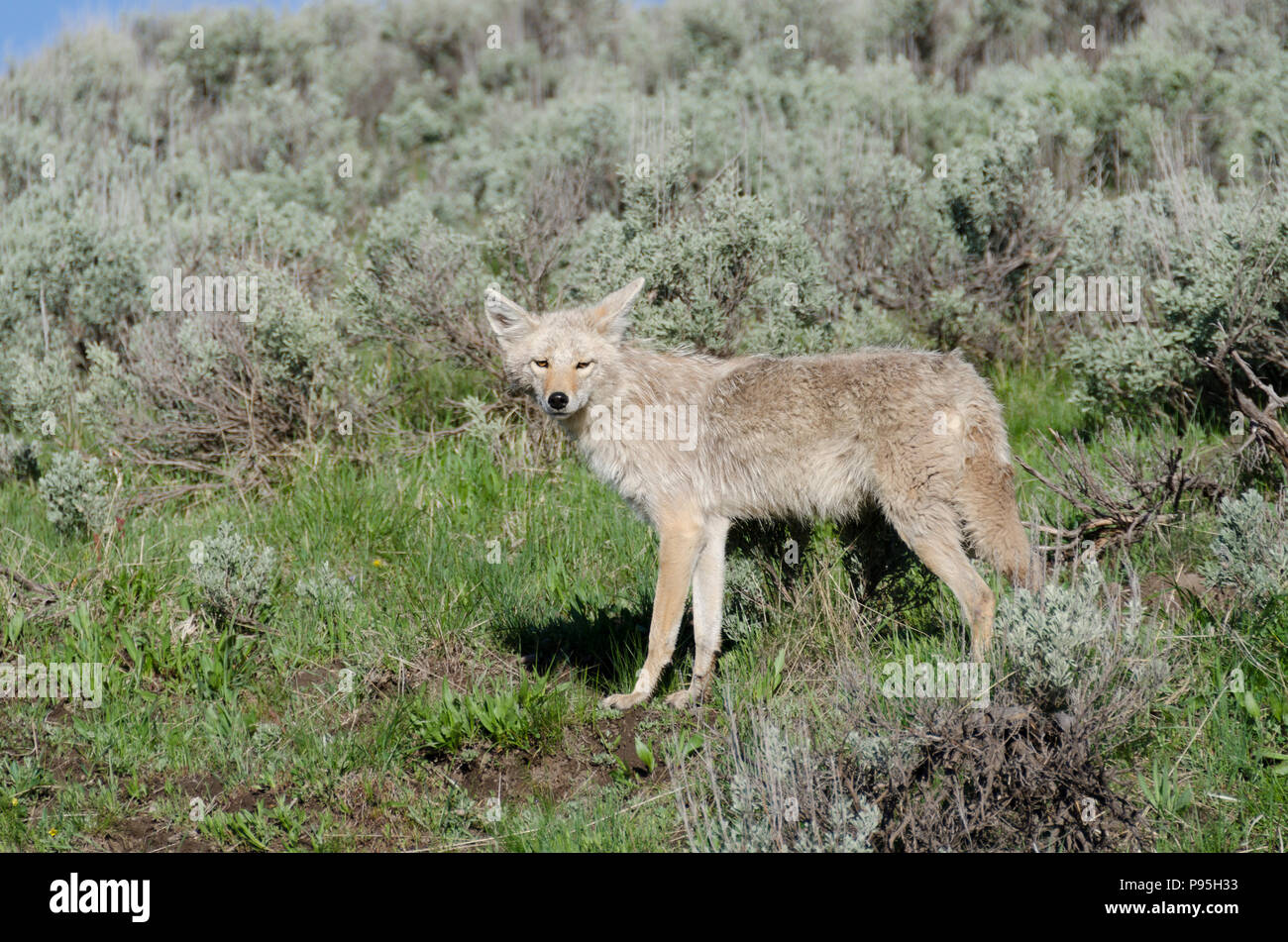 Coyote running hi-res stock photography and images - Alamy