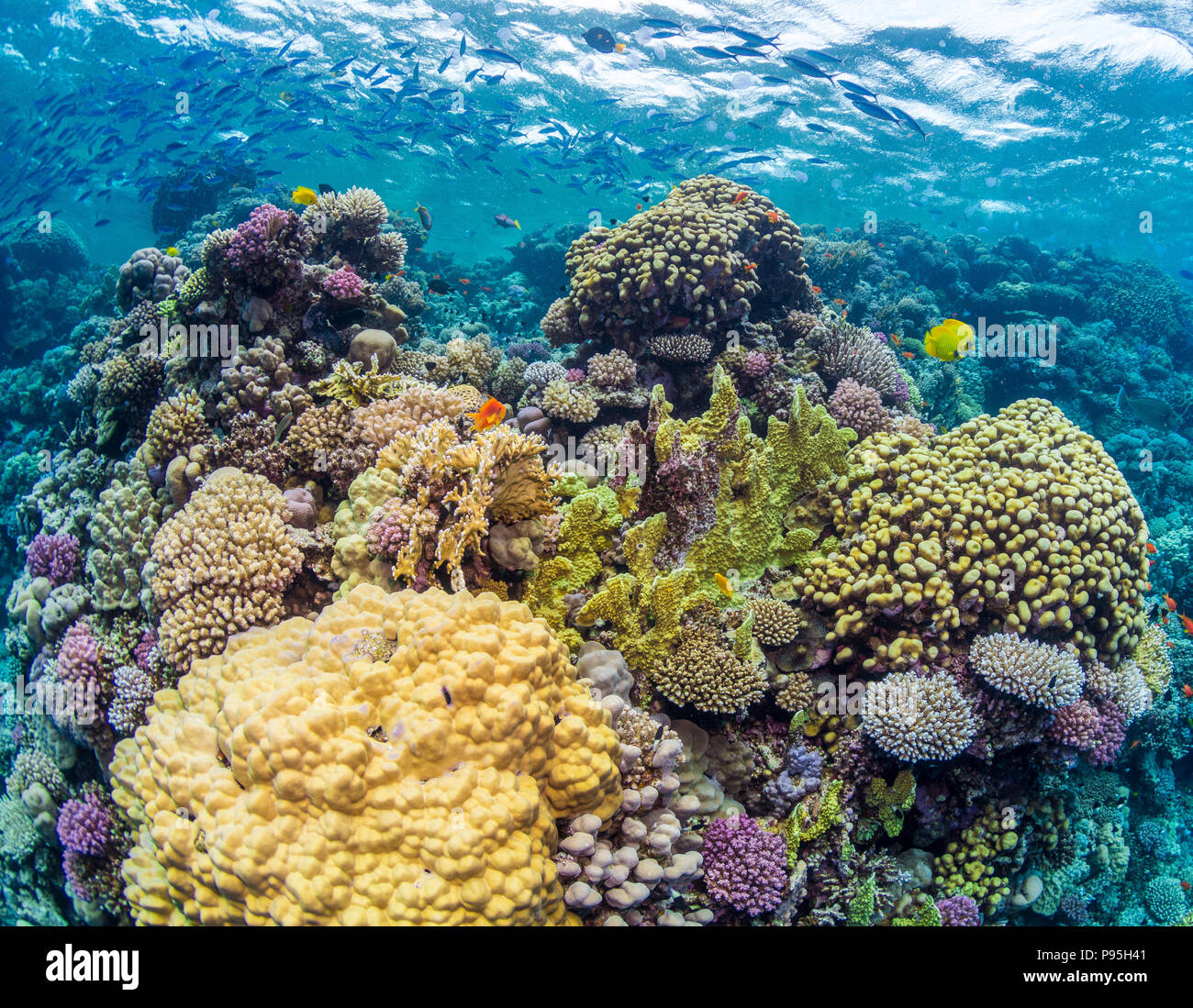 Colourful shallow coral reef in the Red Sea, Egypt, featuring a ...
