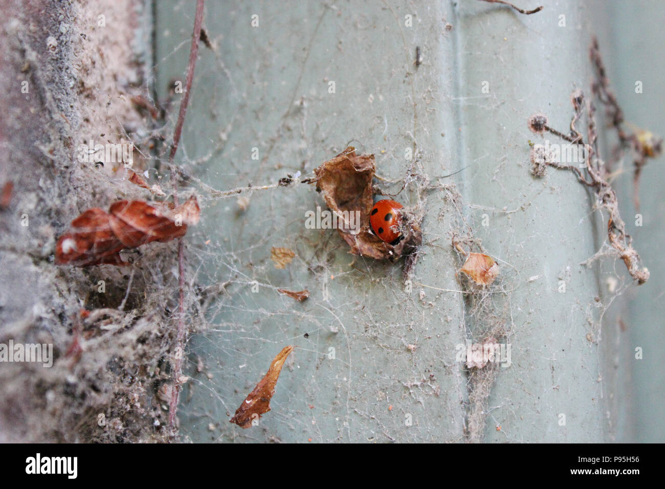Ladybird stuck hi-res stock photography and images - Alamy