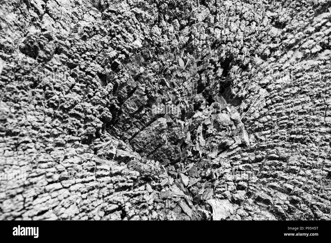 Old tree trunk on Black and White Stock Photos & Images - Alamy