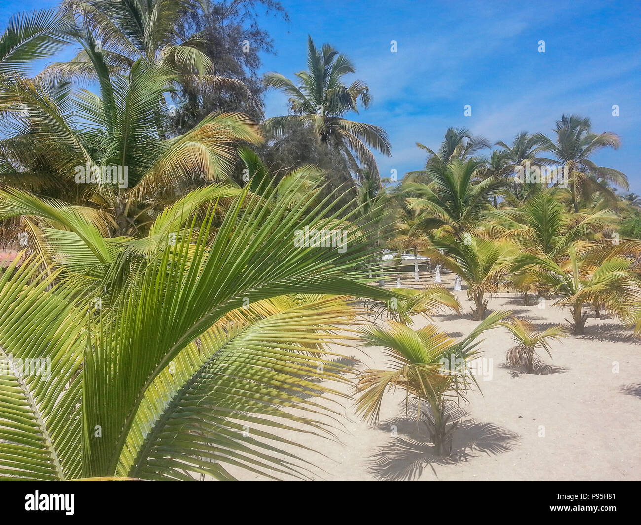 tropical beach with palm trees, sand and blue sky, located on the ...