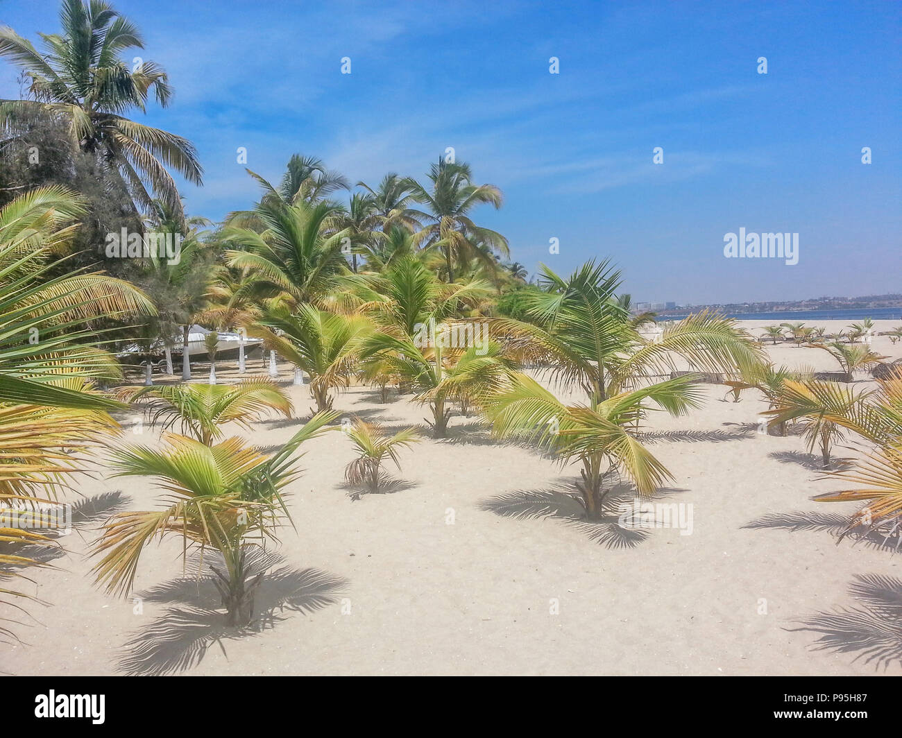 tropical beach with palm trees, sand and blue sky, located on the ...