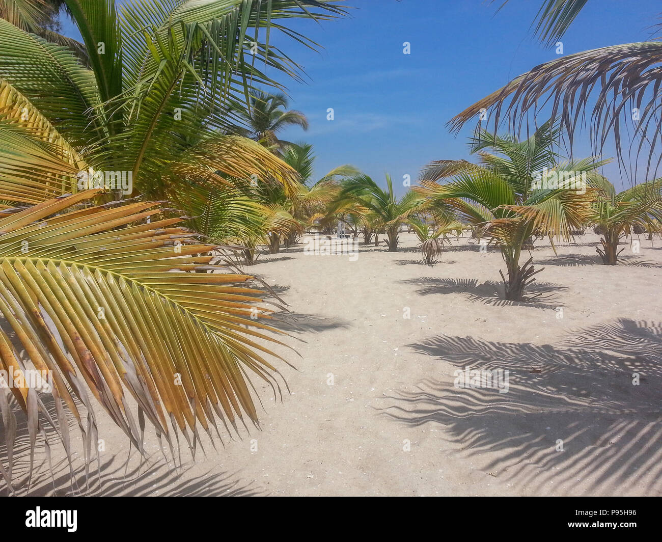 tropical beach with palm trees, sand and blue sky, located on the ...