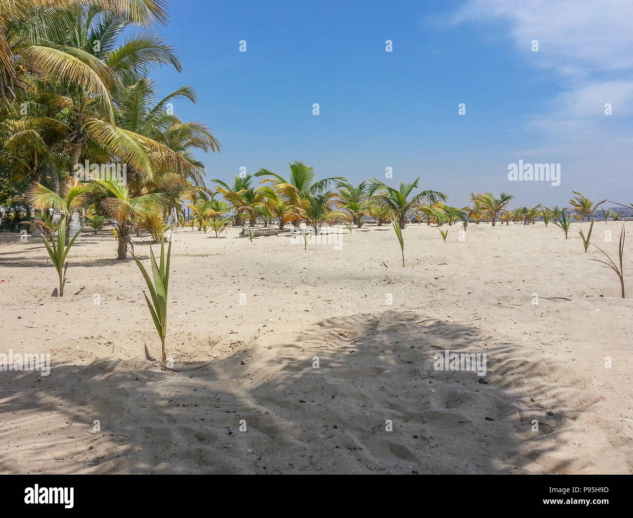 tropical beach with palm trees, sand and blue sky, located on the ...