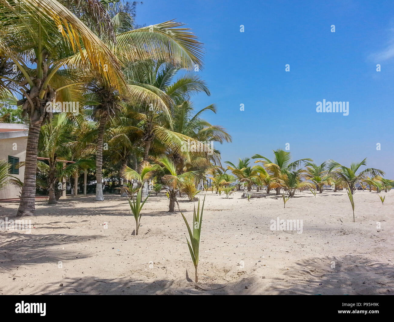 tropical beach with palm trees, sand and blue sky, located on the ...
