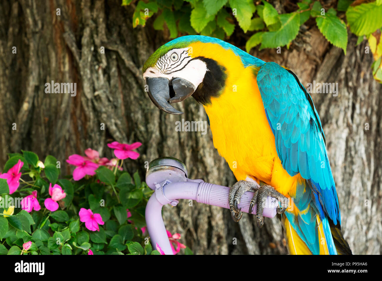 Macaw flower hi-res stock photography and images - Alamy