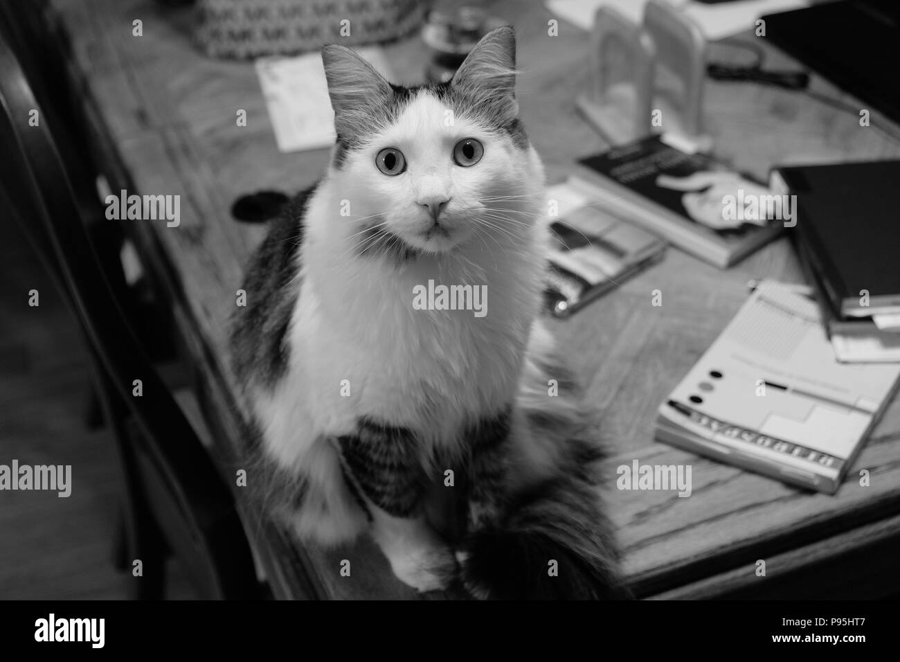 Cat On The Table Stock Photos & Cat On The Table Stock Images - Alamy