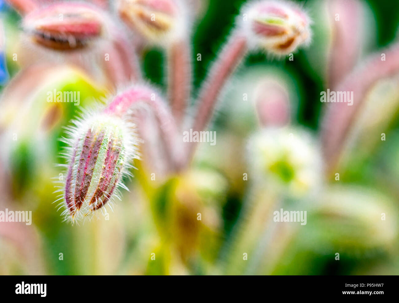 Micro natural hi-res stock photography and images - Alamy
