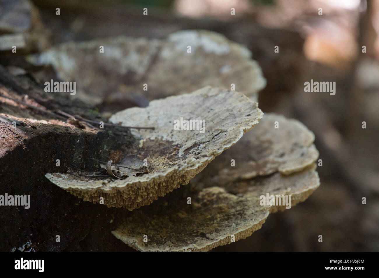 Trametes elegans hi-res stock photography and images - Alamy