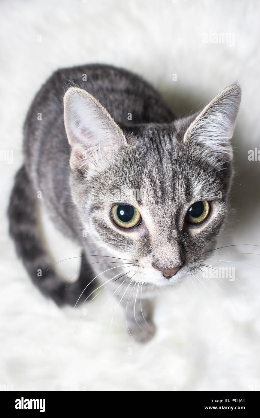 Cat Close Up Stock Photo - Alamy