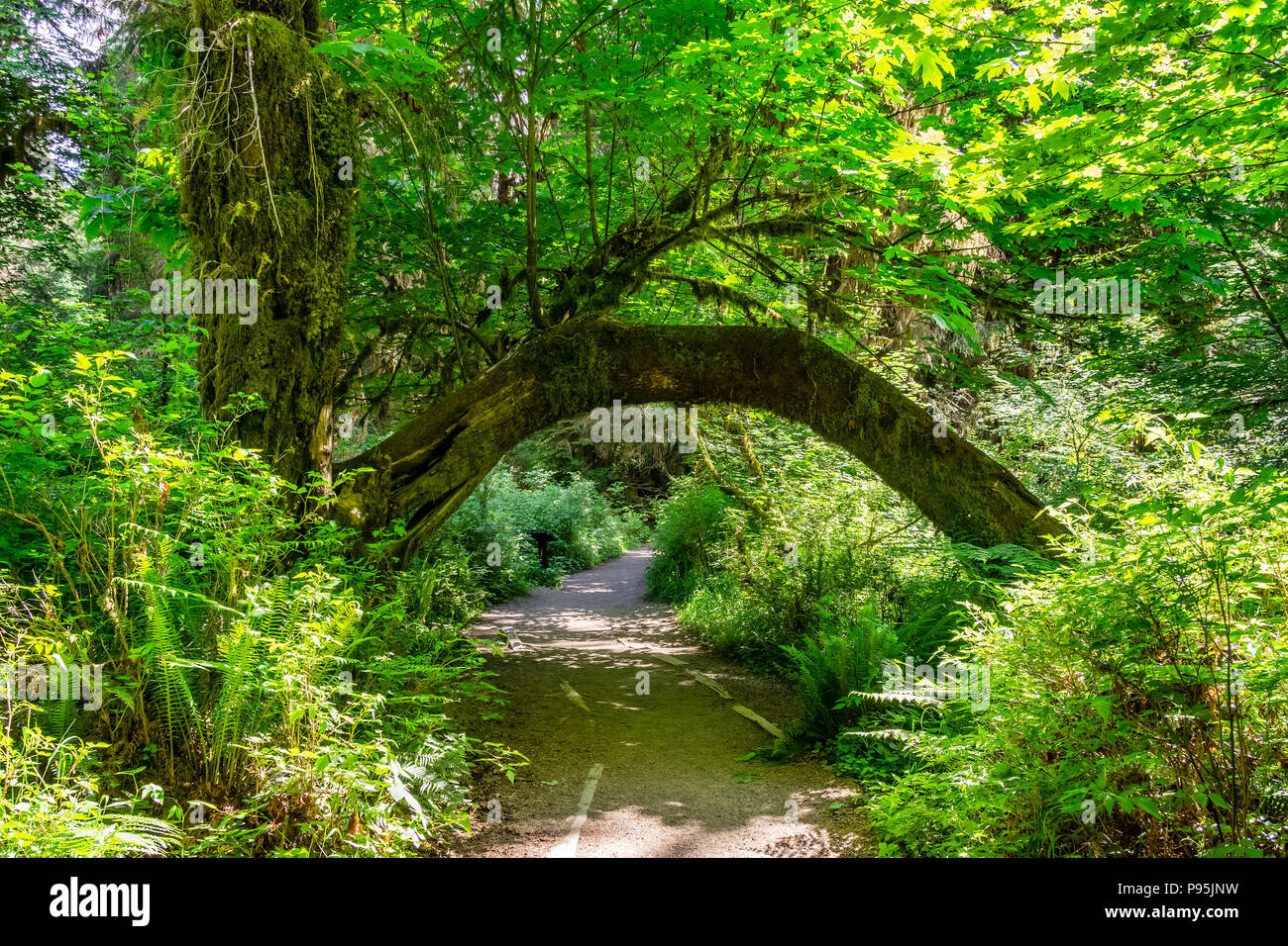 Tree arch olympic national park hi-res stock photography and images - Alamy
