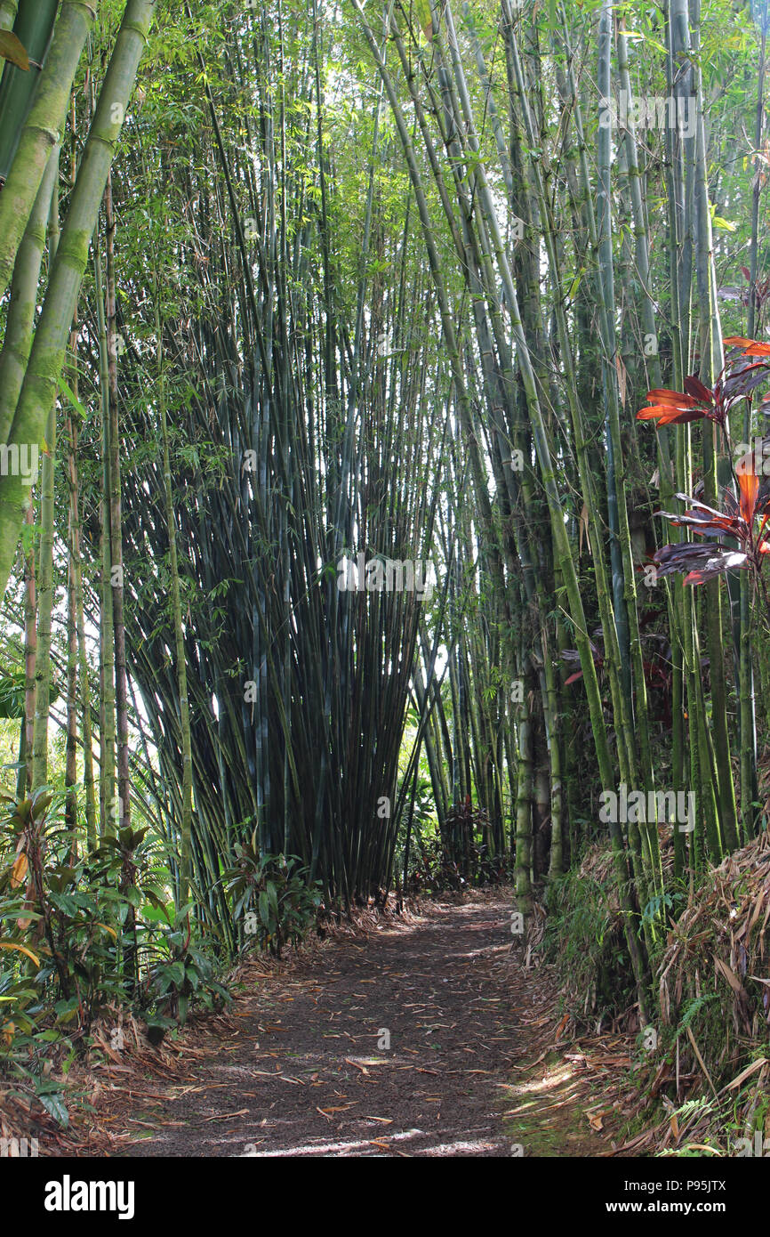 Walking down a path in a bamboo forest, surrounded by lush vegetation ...