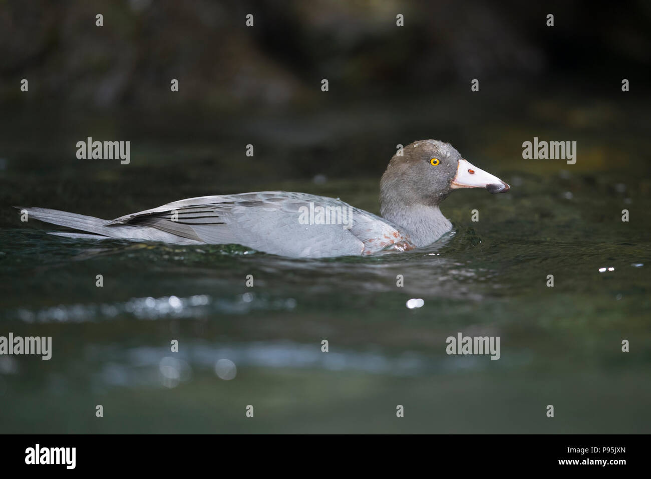 The New Zealand Blue Duck (Whio), swimming on a river Stock Photo - Alamy