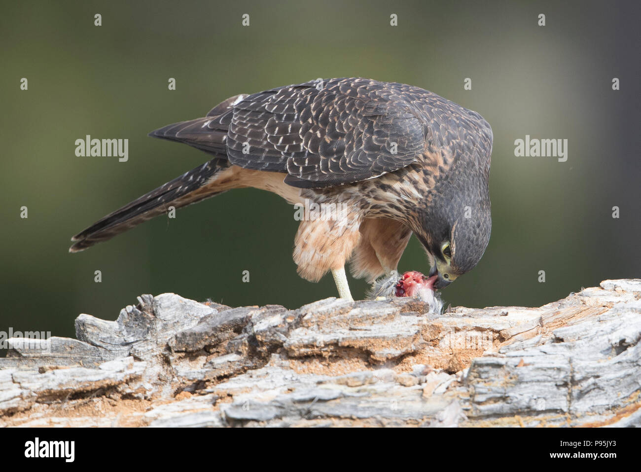 Bush rat hi-res stock photography and images - Alamy