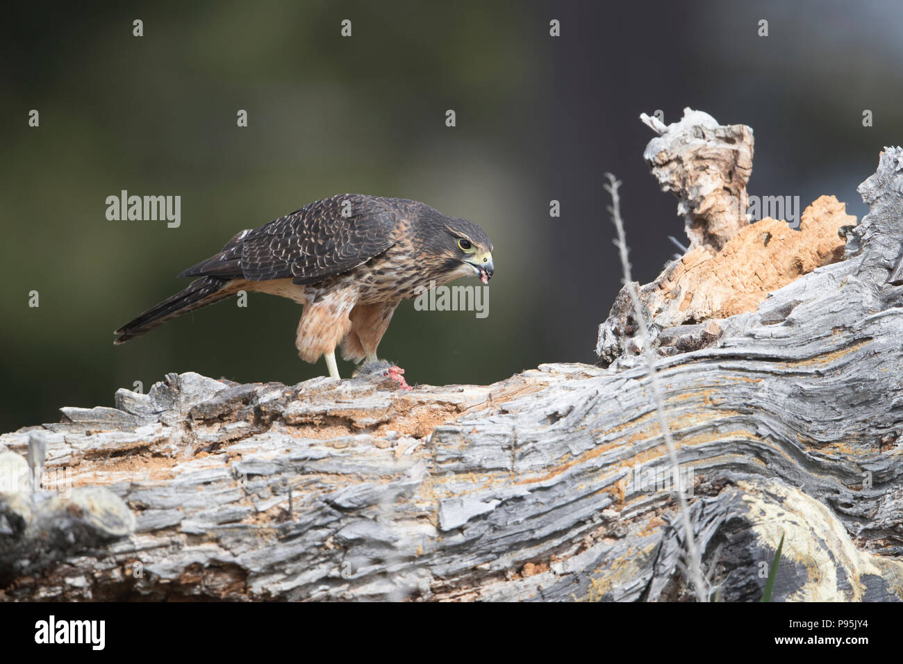 Bush rat hi-res stock photography and images - Alamy