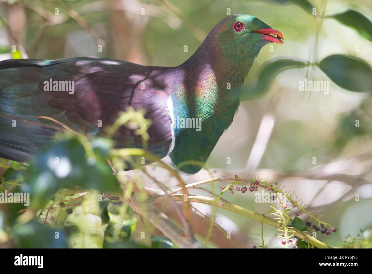 Kereru berry hi-res stock photography and images - Alamy