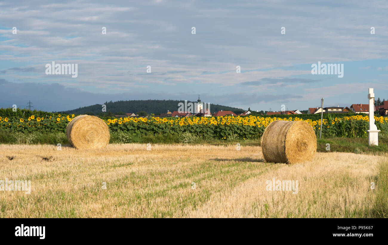 Hay bales in front of a field of sunflowers in the early morning sun ...